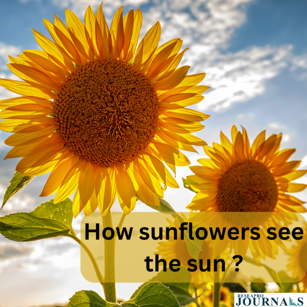 How sunflowers see the sun How sunflowers see the sun